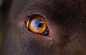 Dossier : La Vision des Animaux | Eyes-Road - Une autre vision de l'EDI